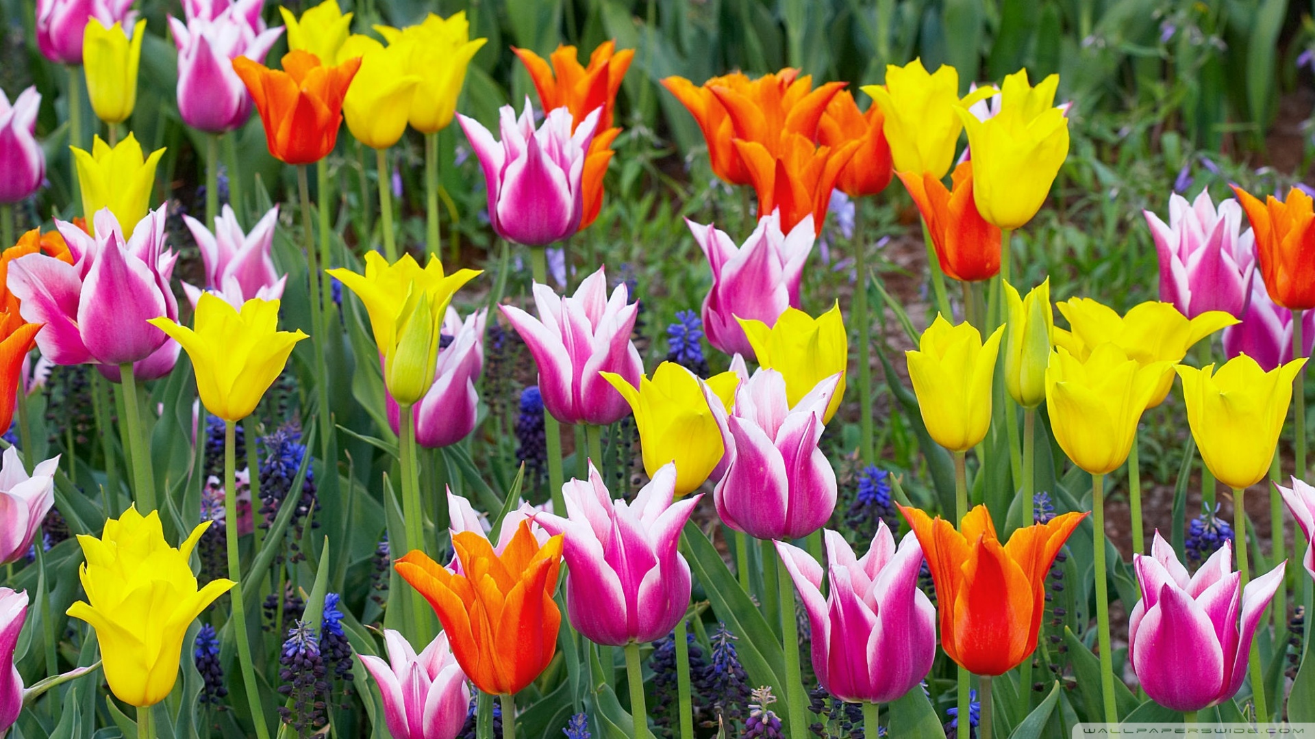 Bir Devirdir’ Lale’…-Çağla Süngü | SANATIN YOLCULUĞU